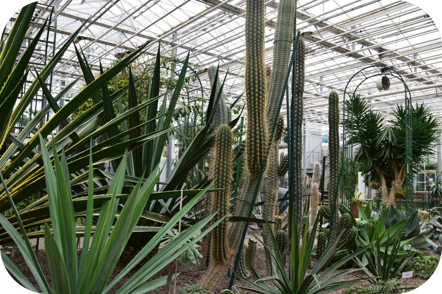 Dzīvība tuksnesī: sukulentu noslēpumi — Botania