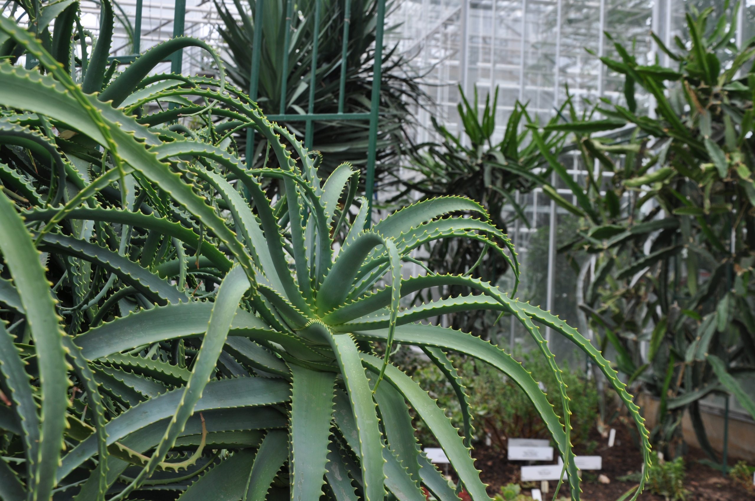 Dzīvība tuksnesī: sukulentu noslēpumi — Botania