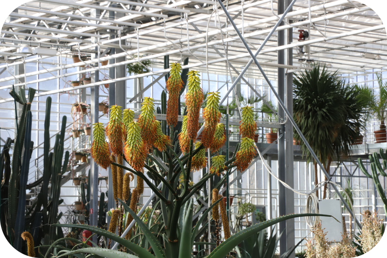 Dzīvība tuksnesī: sukulentu noslēpumi — Botania